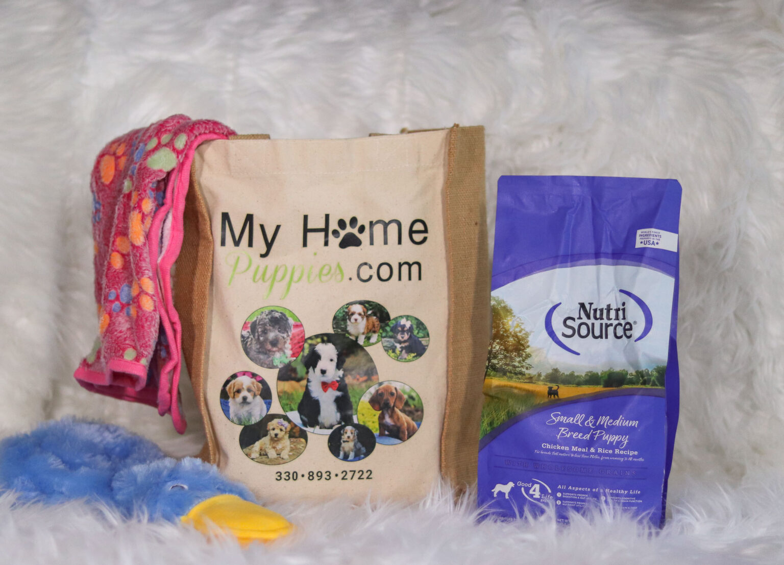 Trusted Puppy Store In Millersburg | Healthy Breeds - My Home Puppies